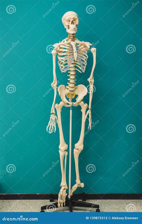 Anatomy Class The Human Skeleton In Full Growth Stands On The Background Of The Wall Stock