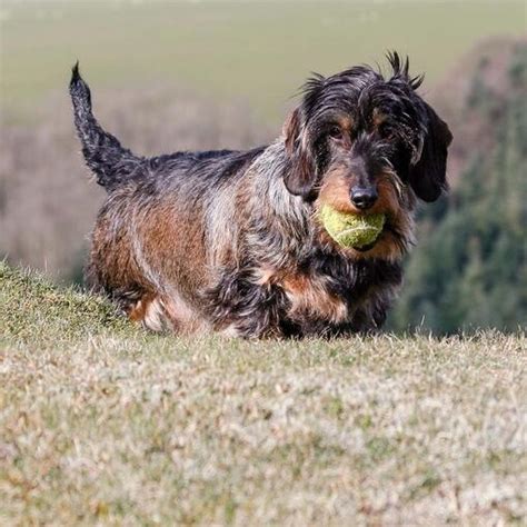 Archie Dachshund Wire Haired Purina Uk