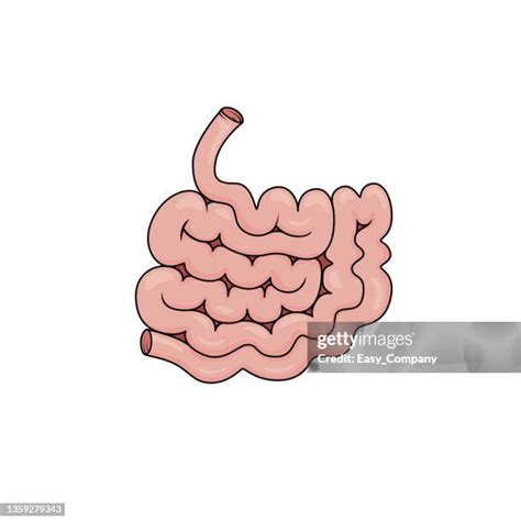 Simple Digestive System Coloring Pages