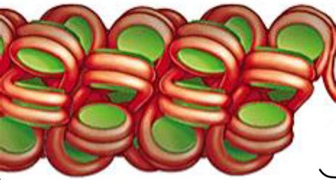 Genetics Final Flashcards Quizlet