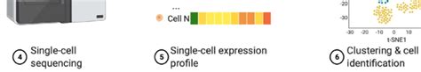 Scrna Seq Experimental Workf Low 1 Tissue Dissection 2 Cellular Download Scientific Diagram