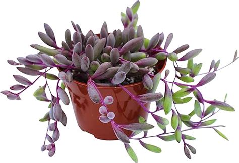 Succulent Othonna Capensis Ruby Necklace Plant House Plants Expert