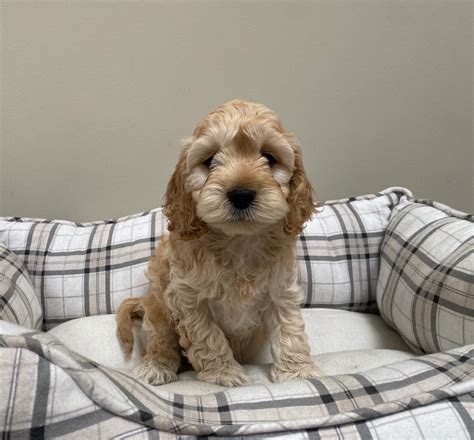 Cockapoos We Have 3 Very Sweet Friendly Cuddly