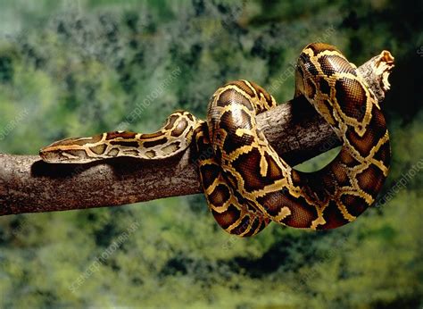 Burmese Python Stock Image Z780 0037 Science Photo Library