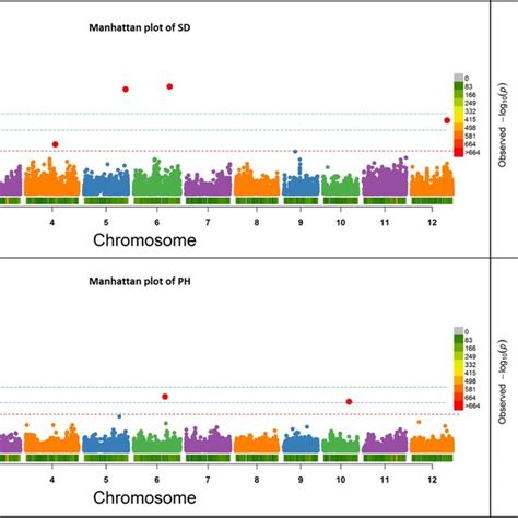 Manhattan Plots Of Log10 P Vs Chromosomal Position Of Snp Markers