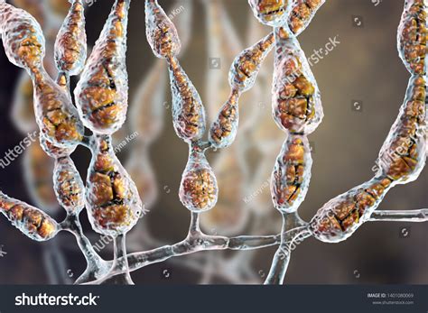 Mold Alternaria Alternata Allergic Fungus 3d Ilustración De Stock