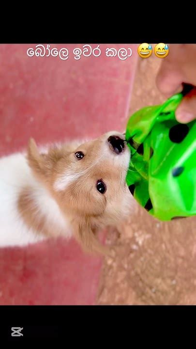බෝලෙ ඉවර කලා 😅😅 Youtube