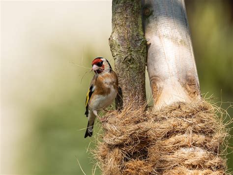 European Goldfinch Nesting Behaviour Location Eggs … Birdfact