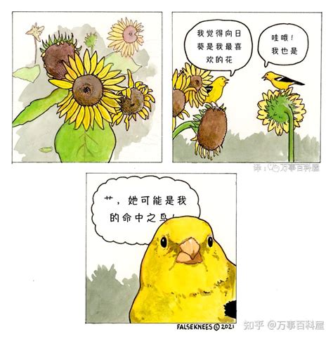 Falseknees漫画 搬运＆翻译：她可能是我的命中之鸟 知乎
