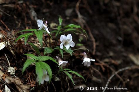 小仏城山高尾山「叡山菫・長葉の菫細辛・丸葉菫・高尾菫・茜菫・匂い立坪菫・立坪菫・山瑠璃草・関東深山傍食・一人静・二輪草・汚れ猫の目