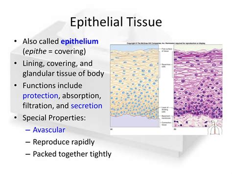 Organized Groups Of Cells That Are Similar In Structure And Function