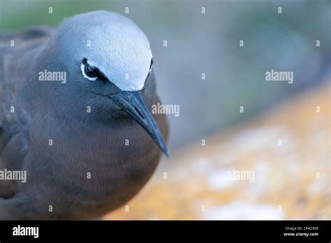 Close Up Portrait Of Common Noddy Anous Stolidus Lady Elliot Island Queensland Australia