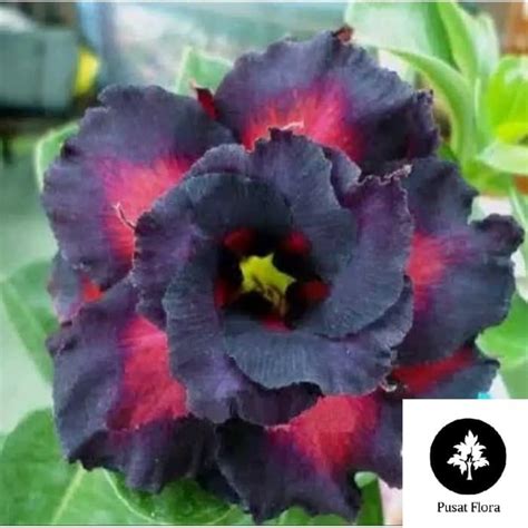 Jual Bibit Adenium Obesum Triple Black Eage Shopee Indonesia