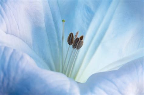 Premium Photo Inflorescence White Flower As Background Layer