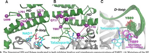 Figure 3 From Trapping Polyadp Ribose Polymerase Semantic Scholar
