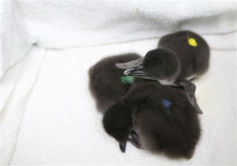 Penguin Chicks Introduced At Moody Gardens Local News The Daily News