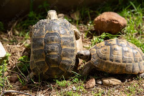 Selective Focus Of Mating Tortoises The Other Male Turtle Awaits His