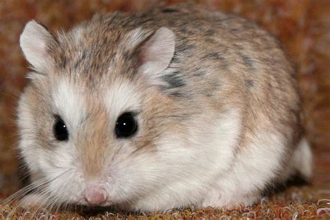 Tipos de hámster y sus características Fotos