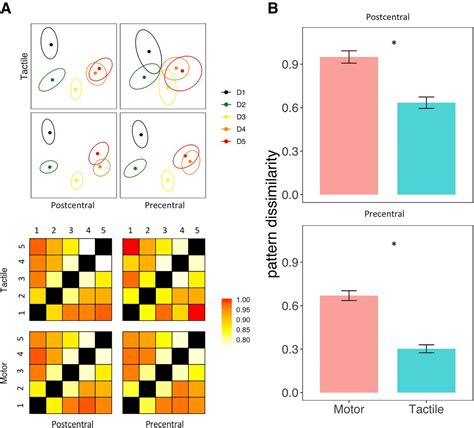 Morphology Connectivity And Encoding Features Of Tactile And Motor Representations Of The