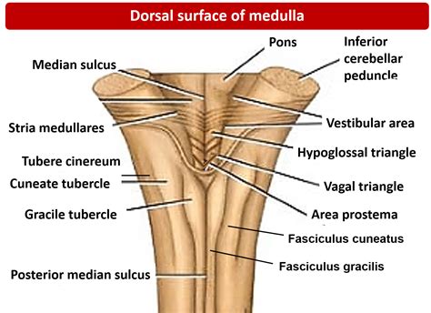 Medulla Oblongata Anatomy QA