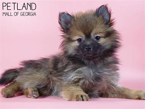 Wolf Sable Pomeranian Puppies