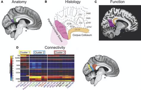 Rethinking Retrosplenial Cortex Perspectives And Predictions Neuron