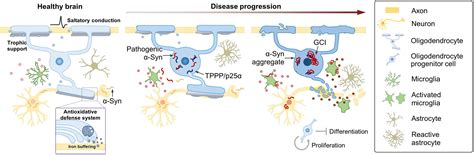Oligodendrocytes Neurons Neurological System Neurology