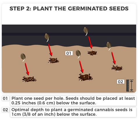 How To Plant Germinated Weed Seeds The Ultimate Guide Bud Billions Your Gateway To Cannabis