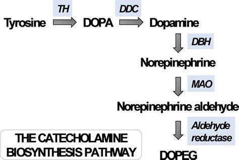 Plastic Sex Trait Modulation By Differential Gene Expression According To Social Environment In