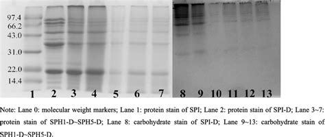 SDS PAGE Of Different Protein Samples Download Scientific Diagram
