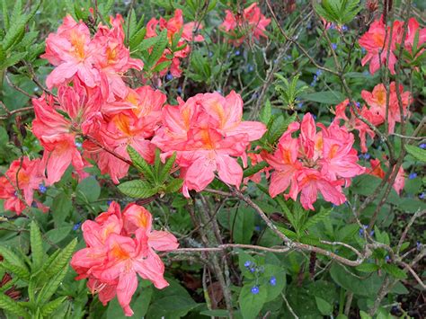 Deciduous Azaleas