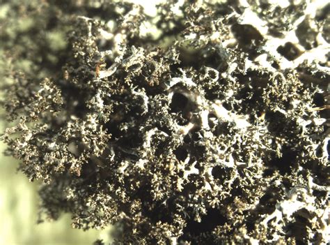 Ricasolia Amplissima Scop De Not Cyanomorph