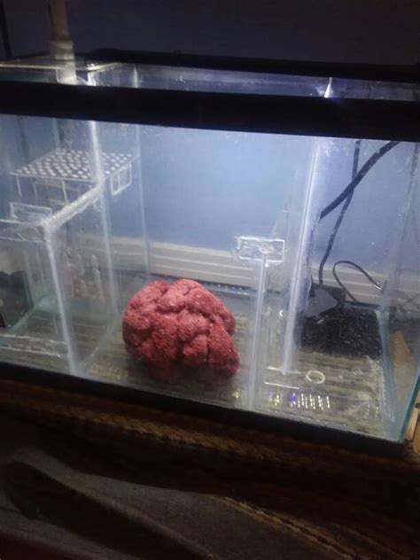 DIY Sump Reef2Reef