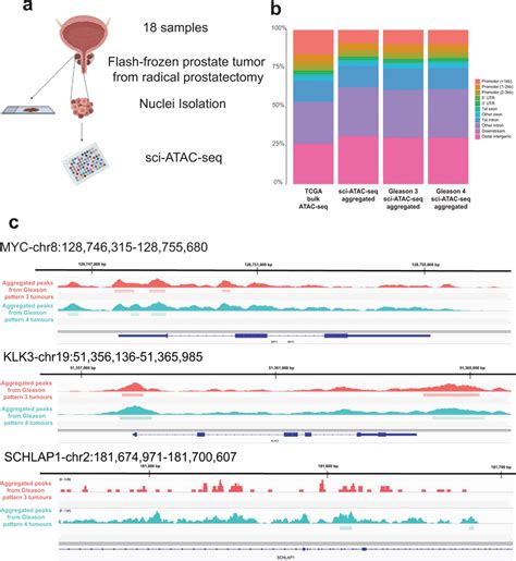 Sci Atac Seq Captures The Chromatin Accessibility Landscape Of Prostate Download Scientific