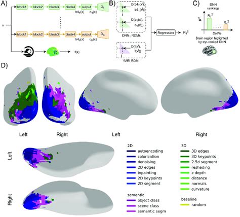 Methods And Results Of Functional Mapping Of The Visual Cortex By Download Scientific Diagram