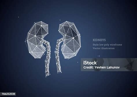 신장 낮은 폴리 와이어 프레임 스타일 포스터 개념 비뇨기과 질환의 치료 장기 이식 파란색 어두운 배경에 격리 된 추상 그림입니다 일러스트레이션에 대한 스톡 벡터 아트 및