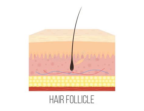Scalp Follicle Stock Illustrations Scalp Follicle Stock Illustrations Vectors Clipart