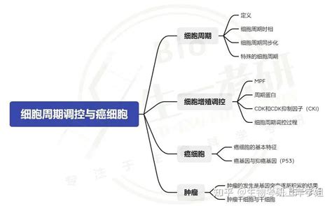细胞生物学考研 思维导图带背之 细胞增殖及其调控上持续更新中 考研人必看 知乎