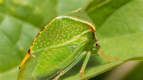 Treehopper Insect Facts Ceresa Taurina A Z Animals