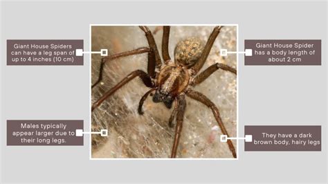Giant House Spiders 45 Common Faqs About Bite Size And More