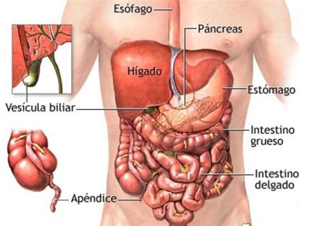 Revelan Cuál Podría Ser La Función Del Apéndice El Siglo De Torreón