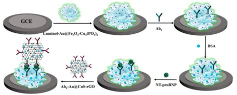 Advanced Nanomaterial Based Biosensors For N Terminal Pro Brain