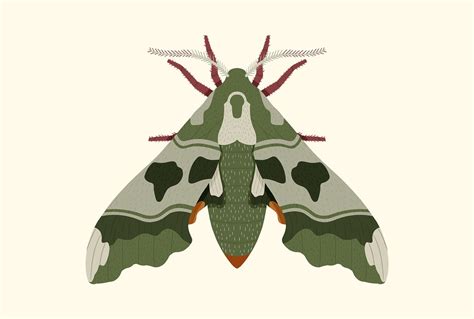 2 000 Free Moth Extermination And Moth Images Pixabay