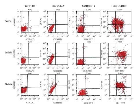 Progression Of Cell Surface Marker Expression In Developing Erythroid Download Scientific
