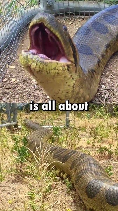 Anaconda Vs Python Shorts Youtube