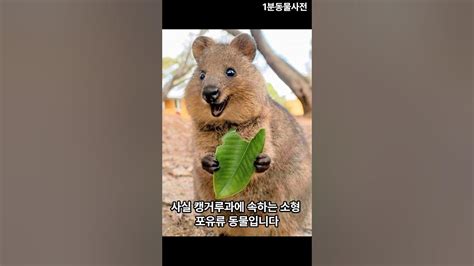 웃으며 다가오는 벌금 쿼카 Youtube