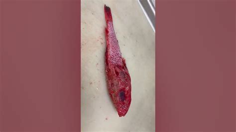 Kinki Rockfish Unlimited Demand In Japan Youtube