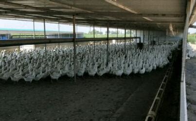 养5000只鹅有多少利润 养3000只朗德鹅利润 三种人不宜养鹅 第13页 大山谷图库