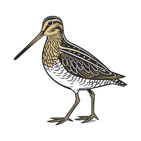 Common Snipe Bird Colorful Artwork Stock Illustration Illustration Of