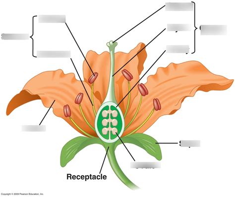 Angiosperm Anatomy Diagram Quizlet